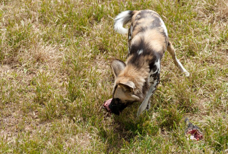 Cape Hunting Dog Eating Meat Stock Photo - Image of animal, hunting ...
