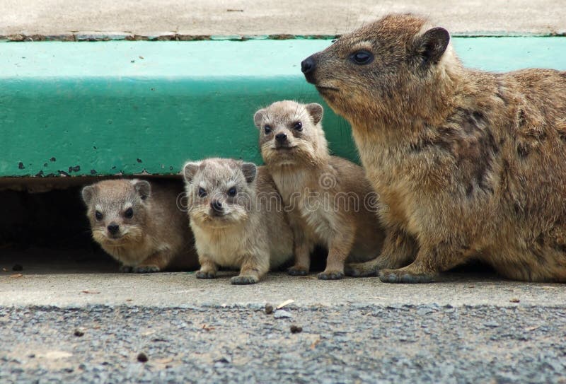 Cape Hyrax, or Rock Hyrax, (Procavia Capensis) Stock Image - Image of ...