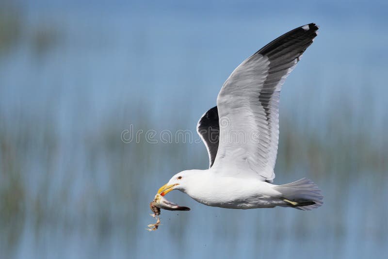 Cape Kelp Gull with a fish stock photo. Image of bird - 25981356