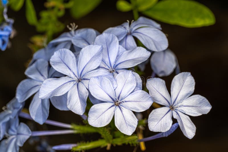 Flowers of Cape Leadwort stock photo. Image of beautiful - 257902358