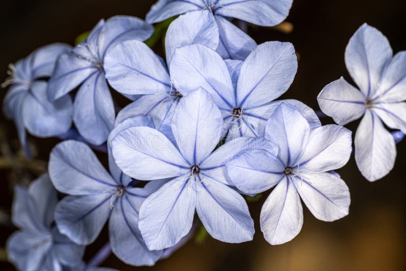 Flowers of Cape Leadwort stock image. Image of plant - 257902363
