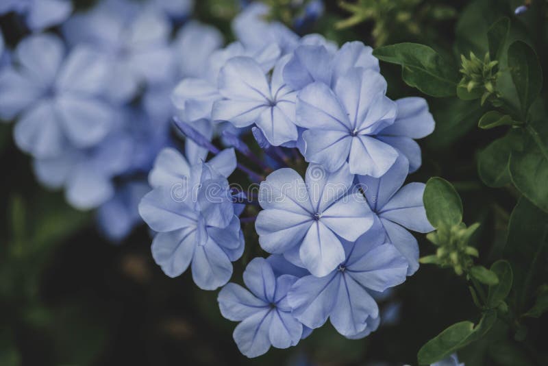 Cape Leadwort flower. stock photo. Image of beauty, decoration - 42731186