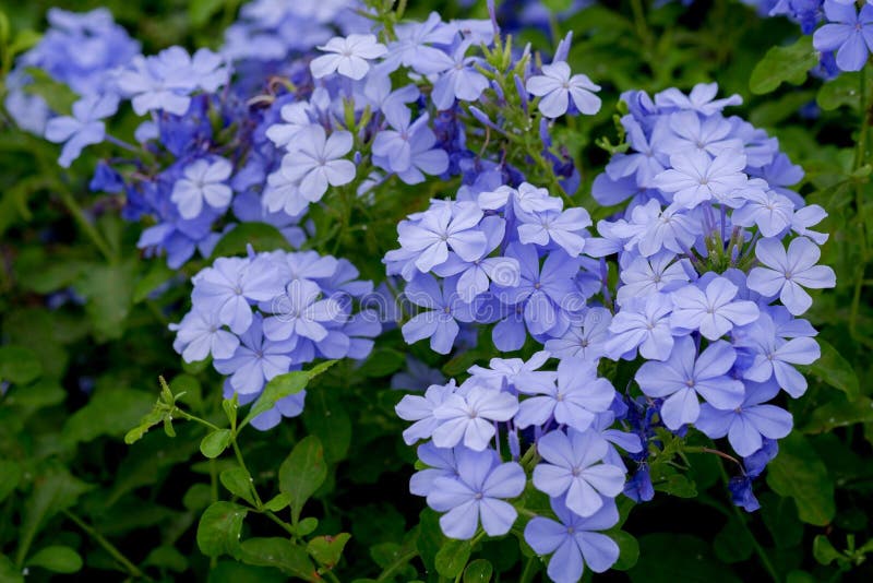 Cape Leadwort, Plumbago Auriculata Stock Photo - Image of green ...