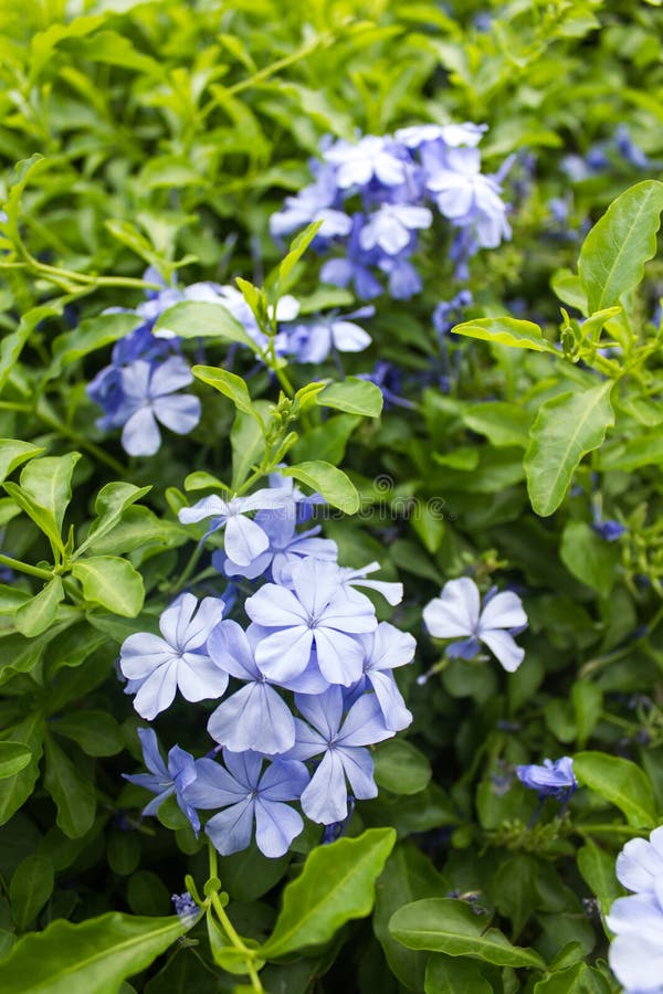 Cape Leadwort flower. stock photo. Image of beauty, decoration - 42731186