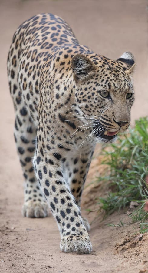 Cape Leopard Wildcat Walking on a Sandy Path Stock Photo - Image of ...