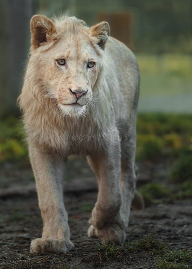 Cape lion stock image. Image of head, natural, nature - 269865145
