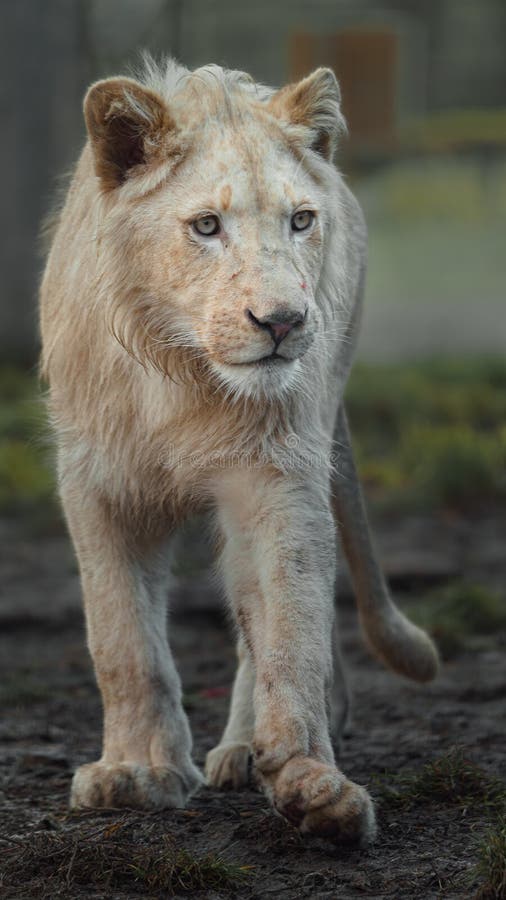 Cape lion stock photo. Image of majestic, animal, face - 269865694