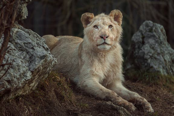 Cape lion stock photo. Image of africa, face, panthera - 269866160