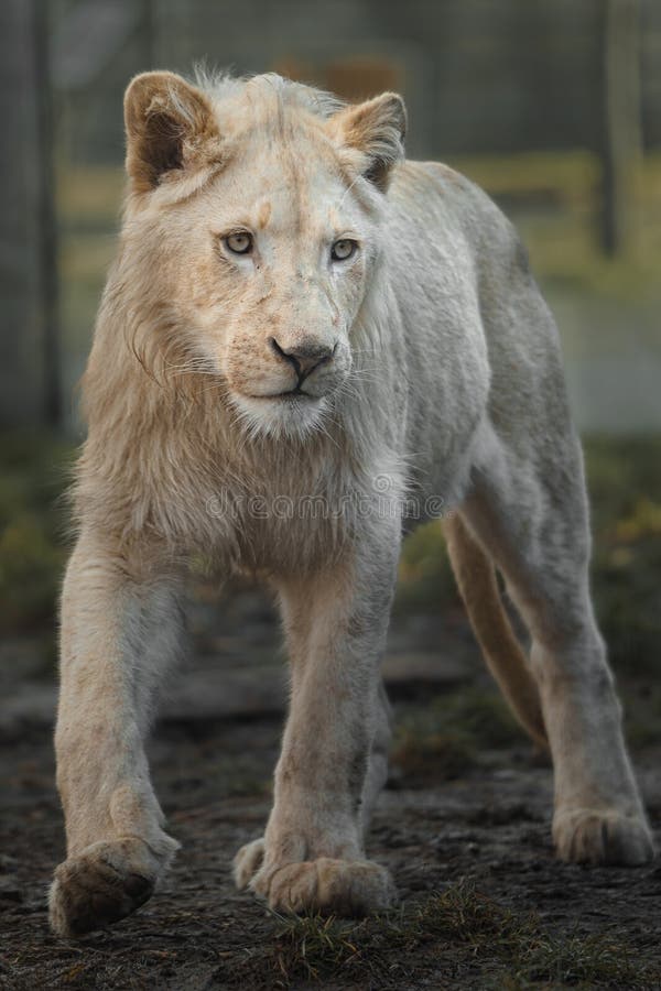 Cape lion stock photo. Image of panthera, african, nature - 269866218