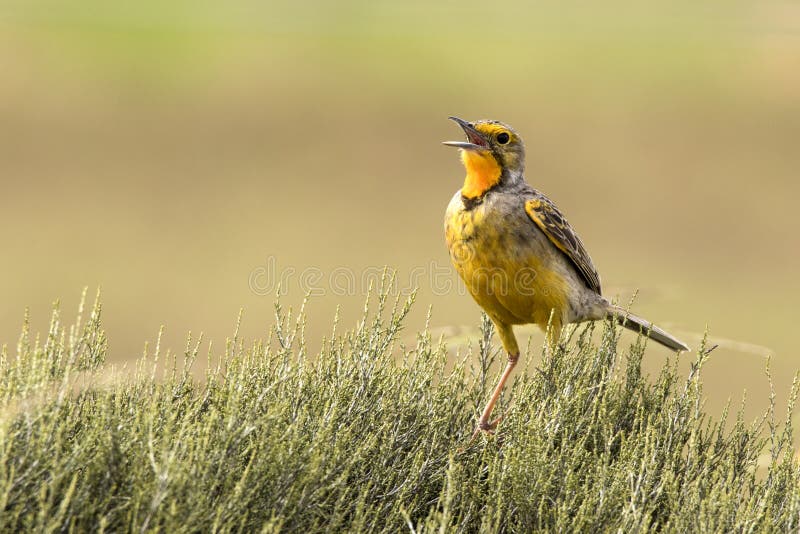 Cape Long claw calling stock image. Image of bird, fynbos - 68091459