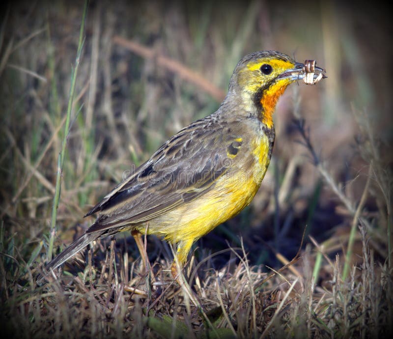 Cape long-claw stock image. Image of rietvlei, worm, beak - 34356257