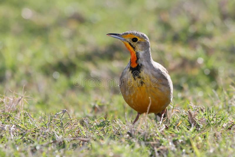 Cape Longclaw Bird stock image. Image of avian, breast - 10434109