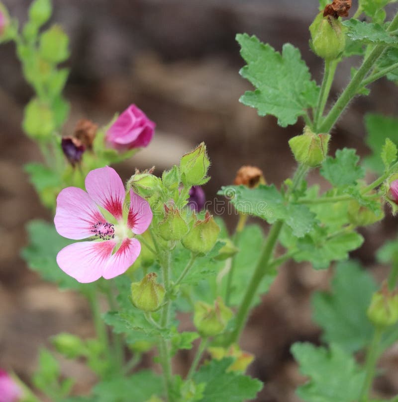 Anisodontea Capensis Stock Photos - Free & Royalty-Free Stock Photos ...