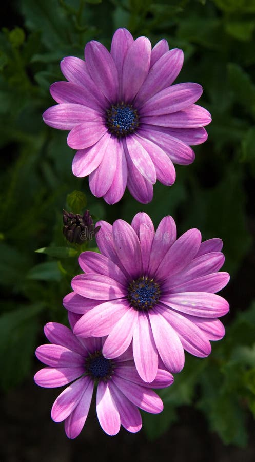 Dimorphotheca Jucunda Stock Photos - Free & Royalty-Free Stock Photos ...