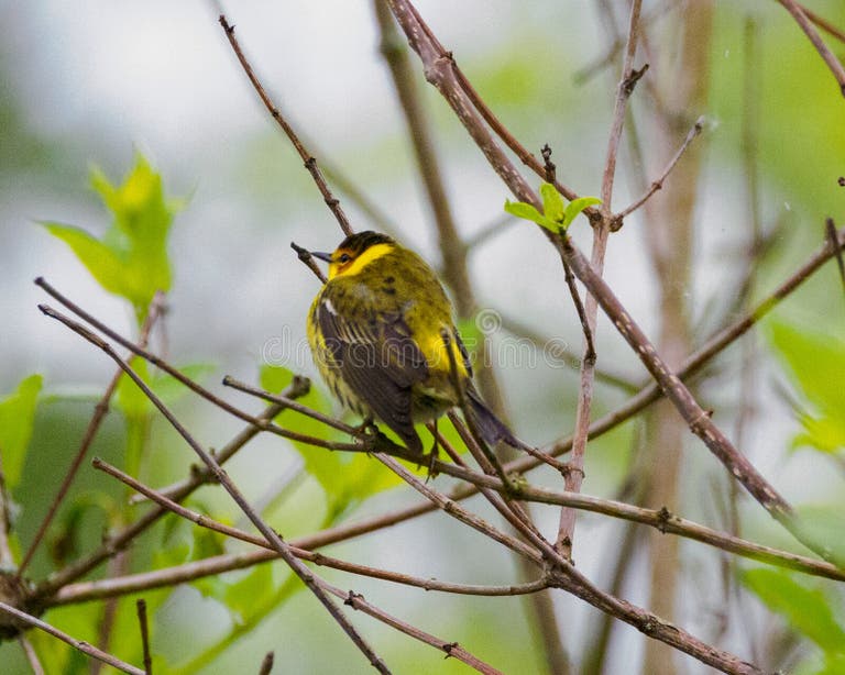 Cape May Warbler at Magee Marsh in May 2024 Stock Photo - Image of ...