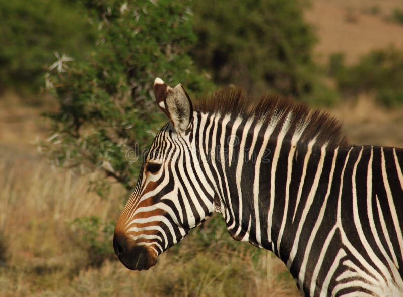 Cape Mountain Zebra (Equus Zebra) Stock Image - Image of endangered ...