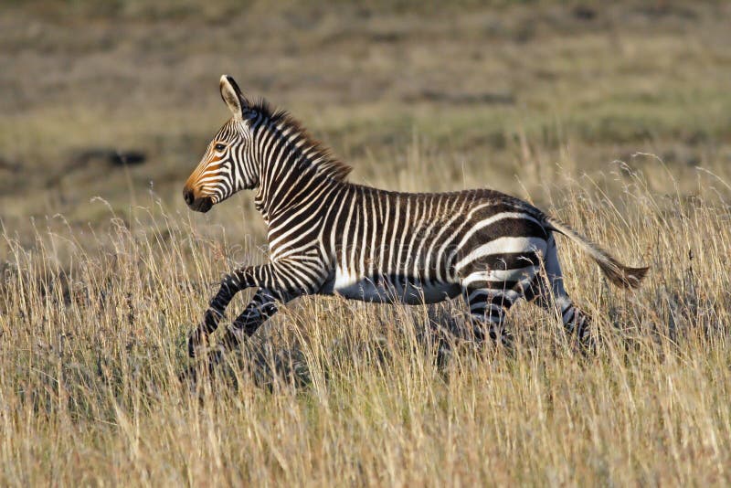 Cape Mountain Zebra Foal Running Stock Image - Image of herbivore ...