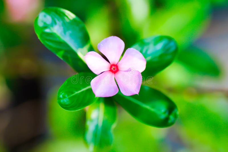 Cape Periwinkle, Bringht Eye, Indian Periwinkle, Madagascar Stock Image ...