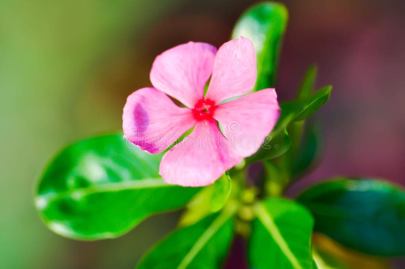 Cape Periwinkle, Bringht Eye, Indian Periwinkle, Madagascar Stock Image ...