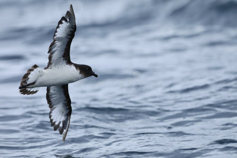 Cape Petrel, Daption Capense, in Flight Stock Image - Image of marine ...