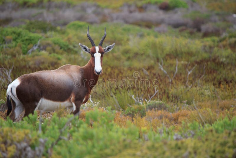 Cape Point Wildlife stock photo. Image of front, capepoint - 53617380