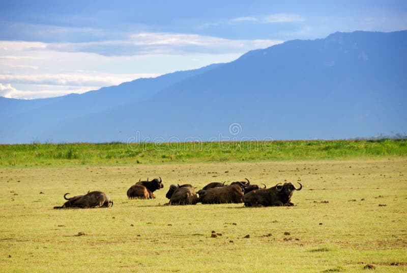 Buffalo Migration Ngorongoro Crater, Tanzania Stock Photo - Image of ...