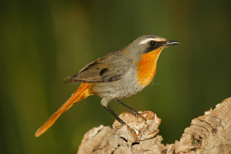Cape robin stock photo. Image of insectivorous, turdidae - 21968618