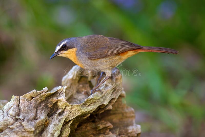 Robin Chat stock image. Image of southern, wildlife, birds - 95206381