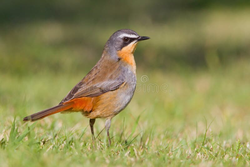 Robin Chat stock image. Image of southern, wildlife, birds - 95206381