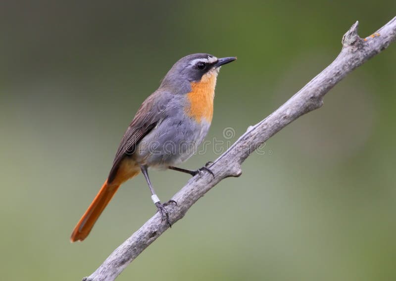 Robin Chat stock image. Image of southern, wildlife, birds - 95206381