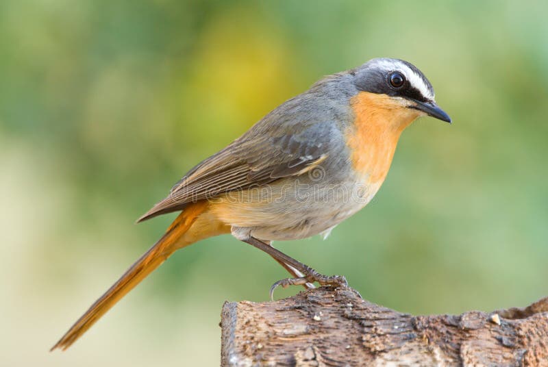 Cape robin chat stock image. Image of avian, robin, cream - 7769989