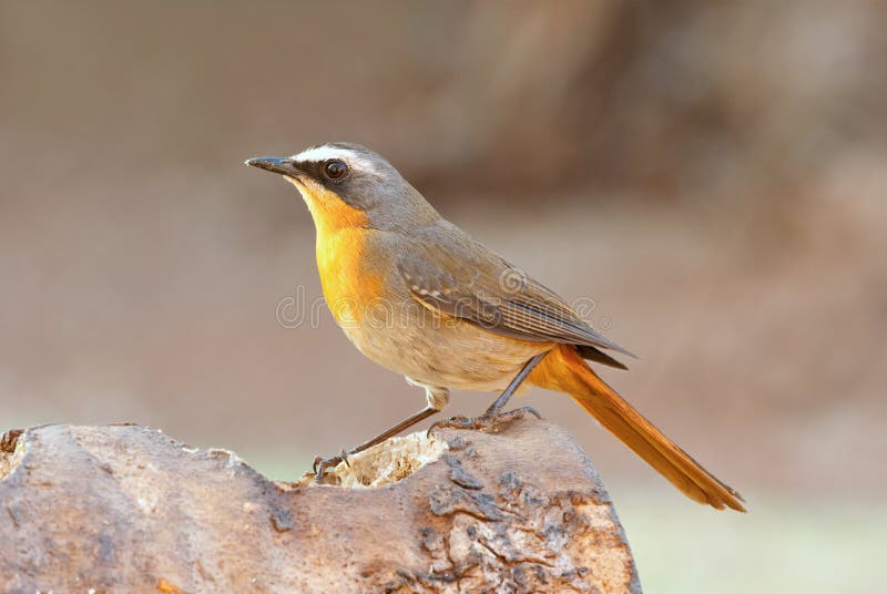 Cape Robin Chat Nest Showing Eggs Stock Photo - Image of camouflaged ...