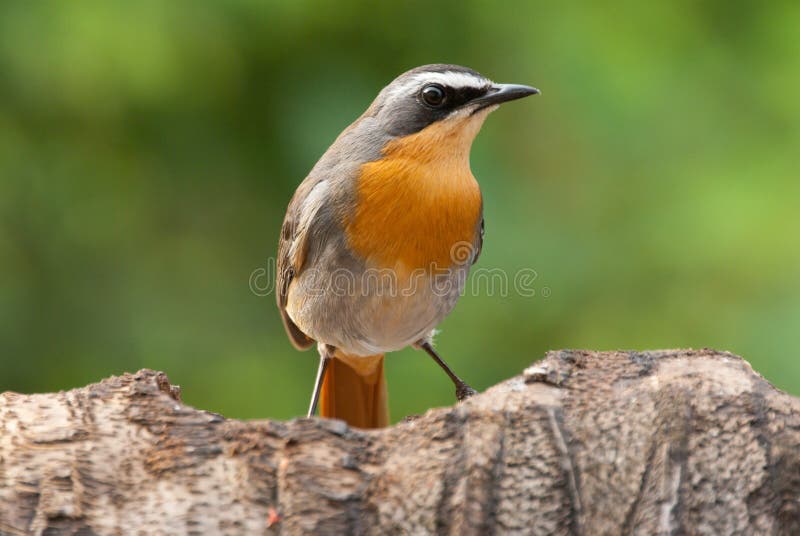 Cape robin chat bird stock image. Image of avian, sitting - 7704731