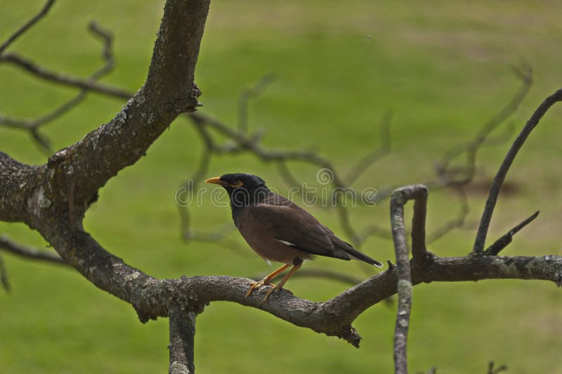 Cape Robin-Chat bird stock photo. Image of scrub, bird - 32152508