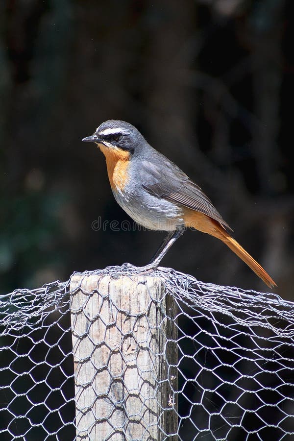 Cape Robin Chat Bird Kenya stock photo. Image of robin - 275784198