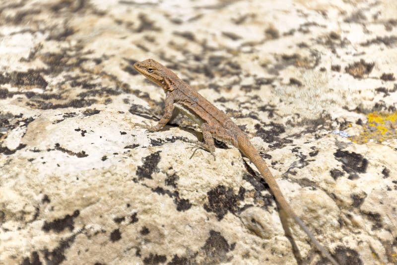 Cape Royal Lizard stock photo. Image of cute, cold, animal - 83583098