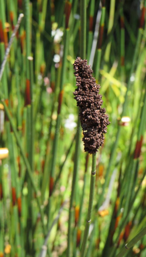 Cape Rush Plant Stock Photos - Free & Royalty-Free Stock Photos from ...