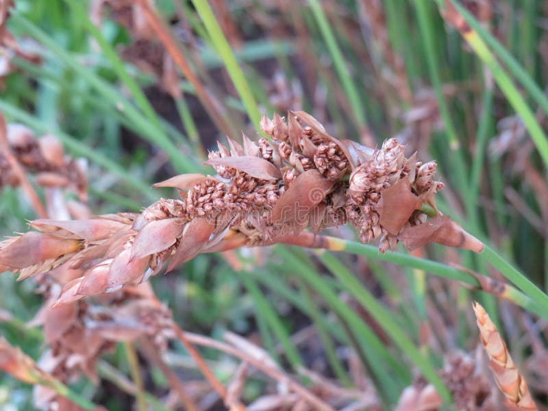 Cape Rush seeds stock image. Image of thatching, ornamental - 82712613