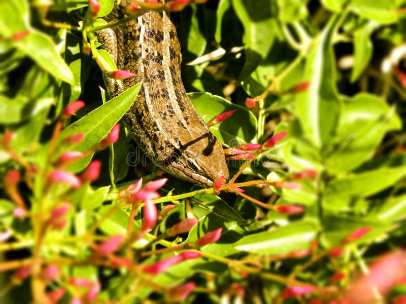 Cape Skink 2 stock photo. Image of south, wildlife, flowers - 43084020