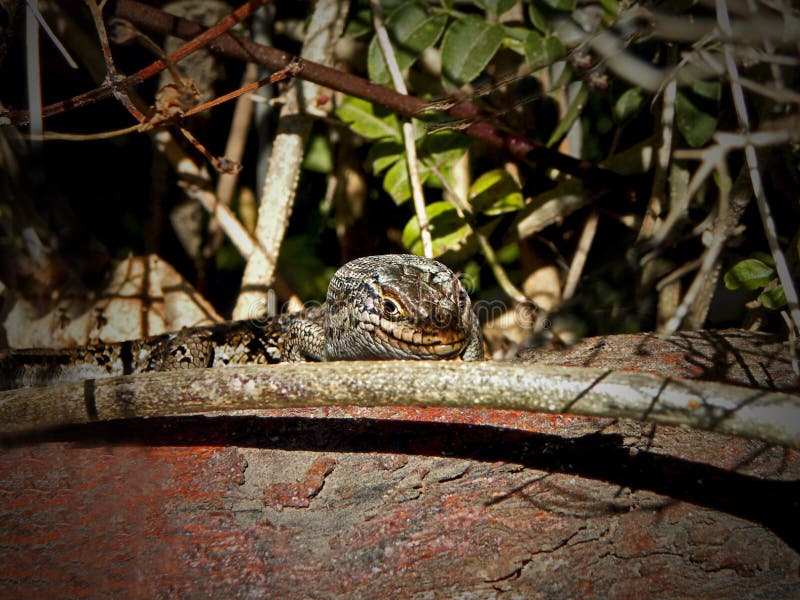 Cape Skink stock image. Image of reptile, skink, chameleons - 34015069