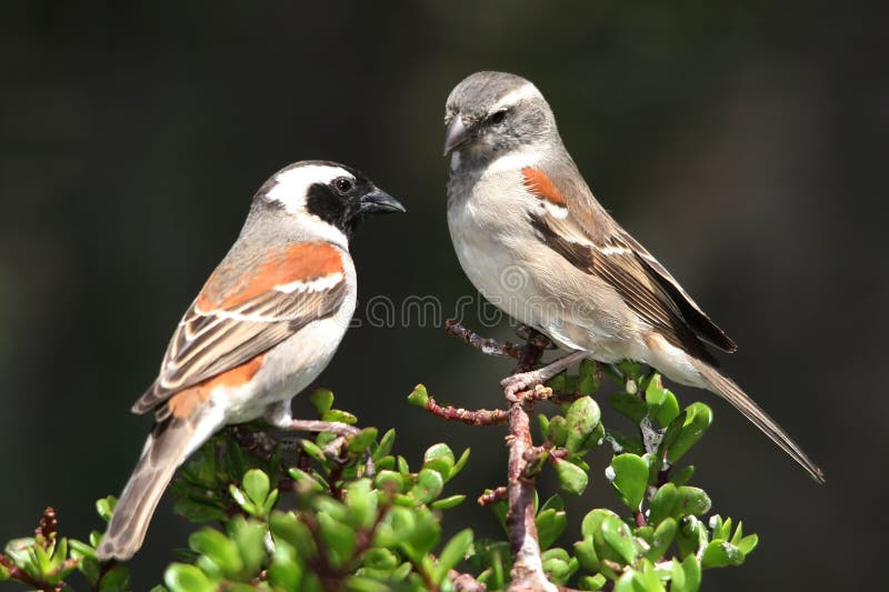 Majestic Sparrow stock image. Image of flight, open, songbird - 261973