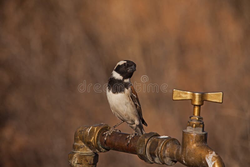 Cape Sparrow Passer Melanurus 4829 Stock Image - Image of ornithology ...