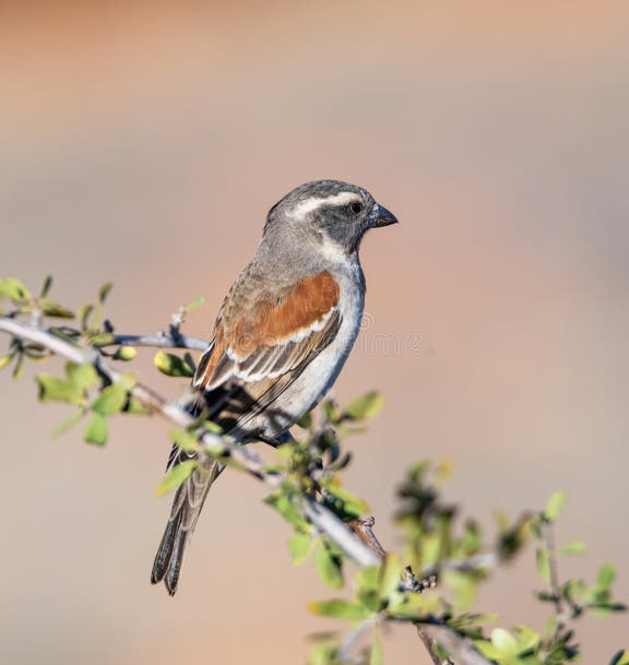 Cape Sparrow stock photo. Image of brown, africa, foliage - 255081944