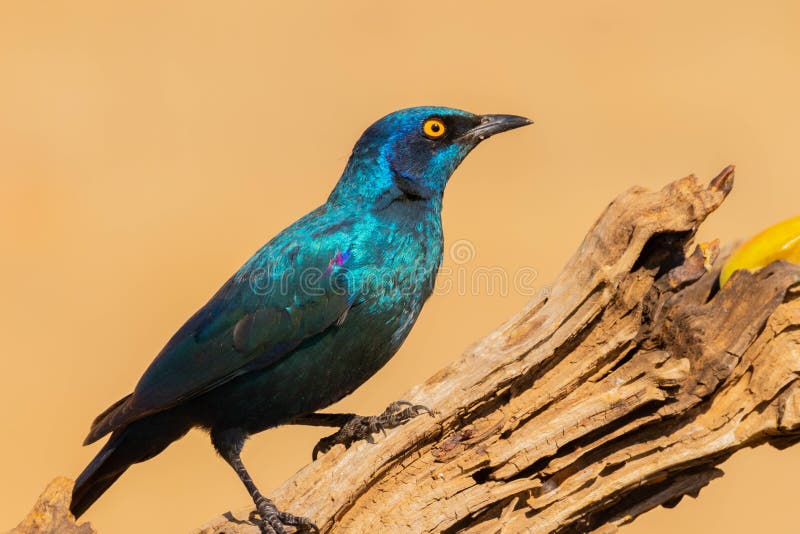 Cape Glossy Starling Walking on a Dead Tree. Stock Image - Image of ...