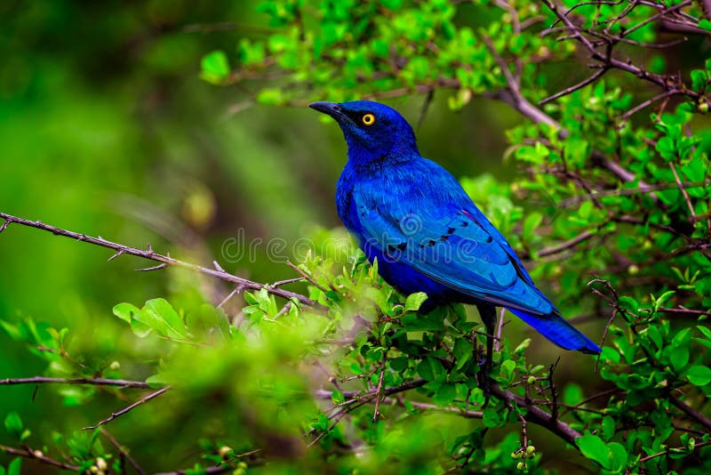 Cape Starling Lamprotornis Nitens or Cape Bright Starling, from Kenya ...