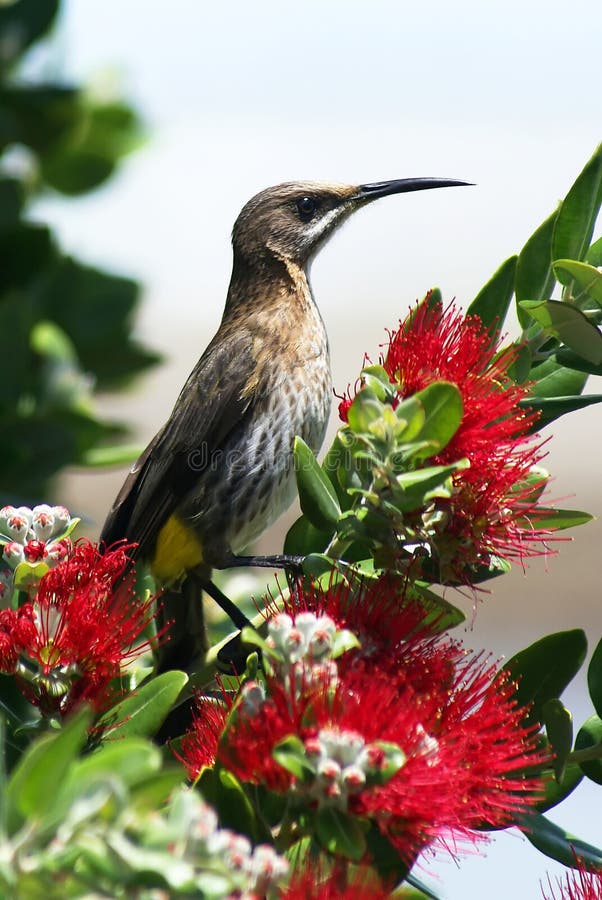 Cape sugarbird stock image. Image of feather, wing, africa - 10584545