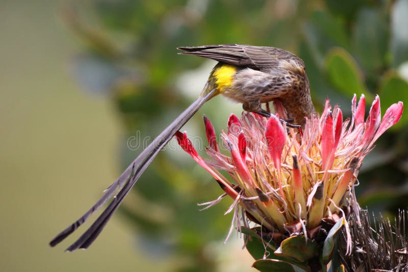 Cape Sugarbird stock photo. Image of sugarbirds, cafer - 11791356