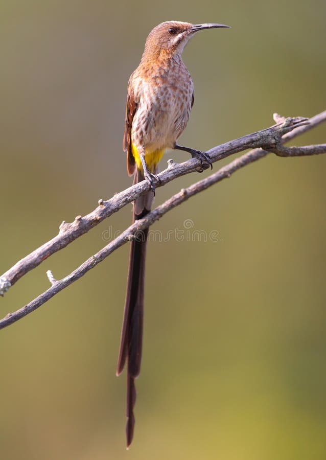 Cape Sugarbirds. Bird in Flight. Stock Image - Image of endangered ...