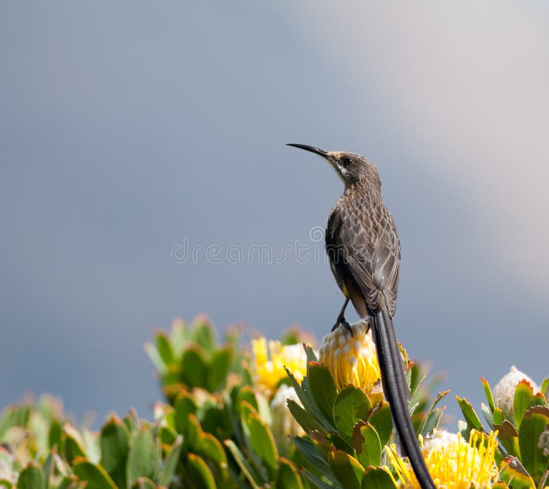 Cape Sugarbird stock image. Image of spot, protea, tail - 21543059