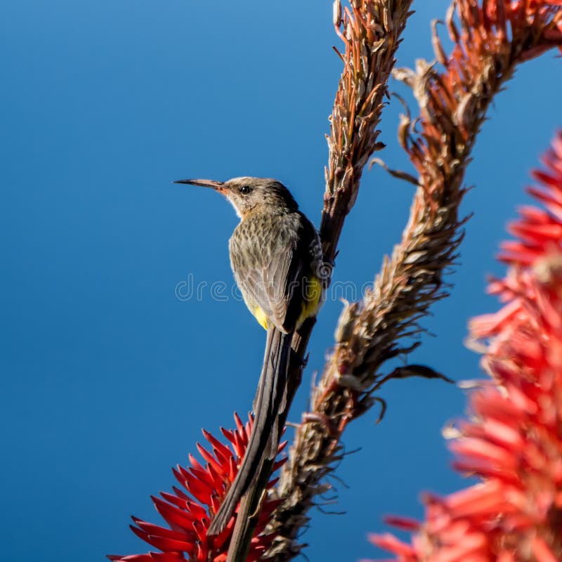 Cape Sugarbird stock image. Image of endemic, nature - 145807961